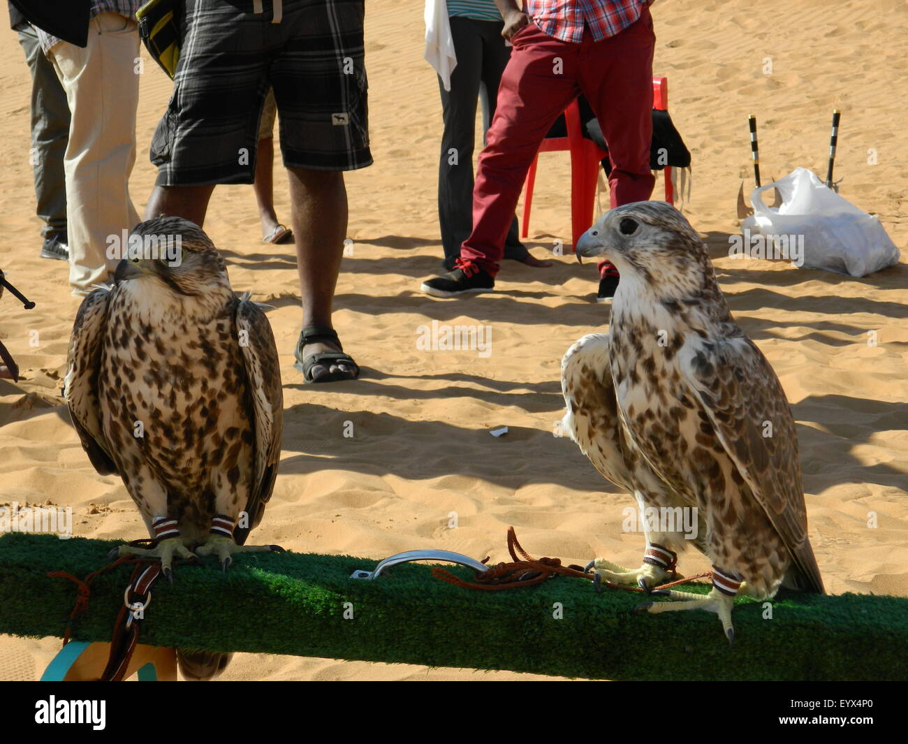 Bird Eagle in the Desert Stock Photo - Alamy