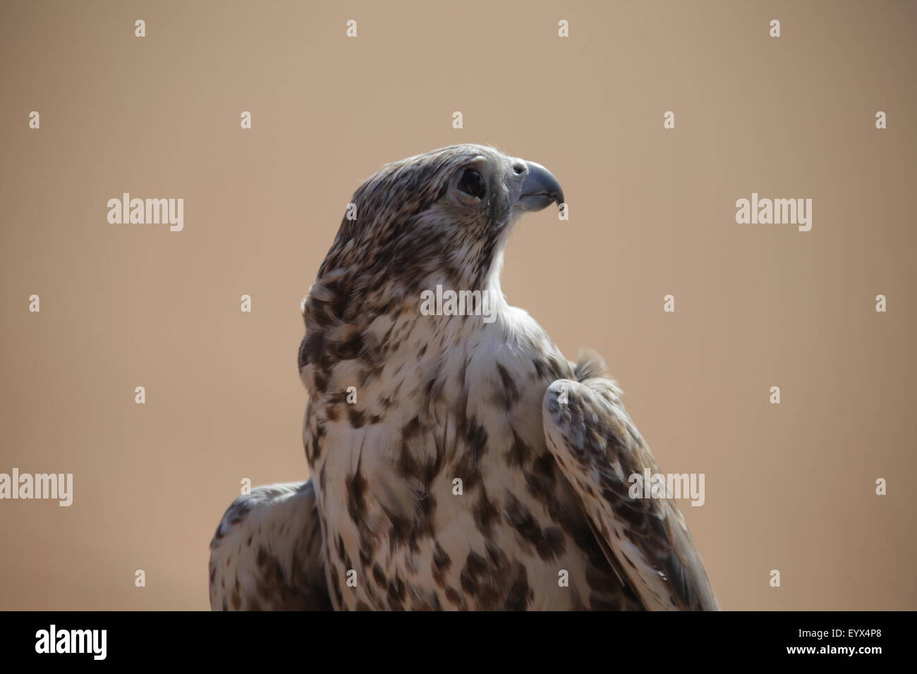Bird Eagle in the Desert Stock Photo - Alamy