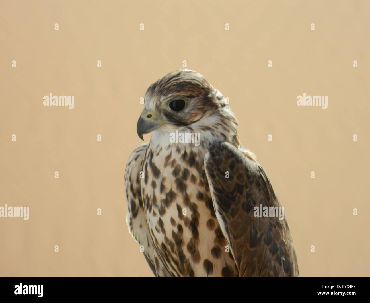Bird Eagle in the Desert Stock Photo - Alamy
