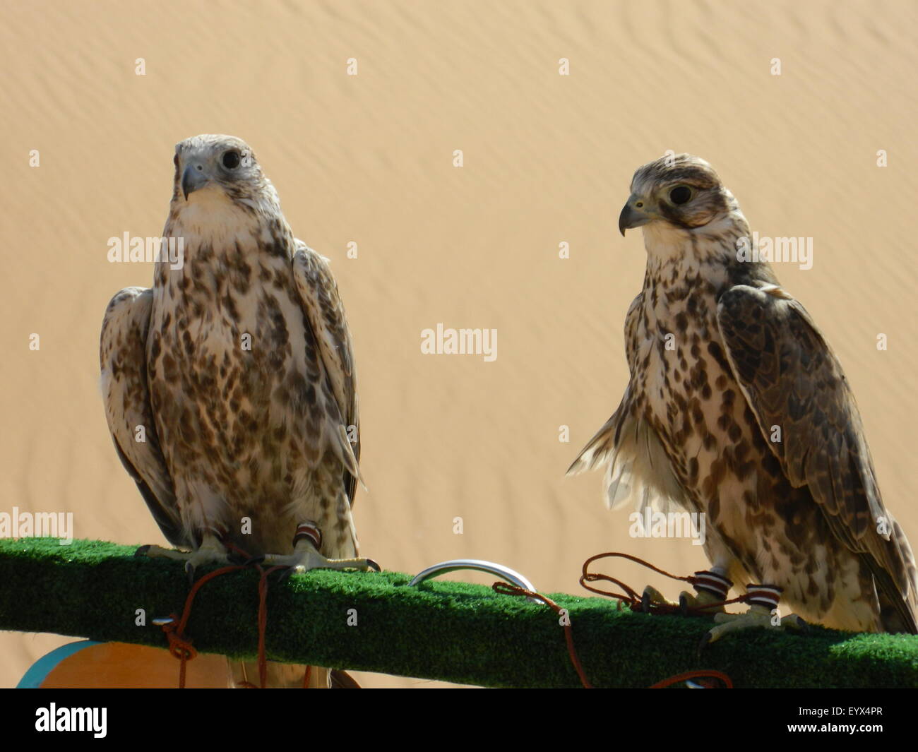 Bird Eagle in the Desert Stock Photo - Alamy