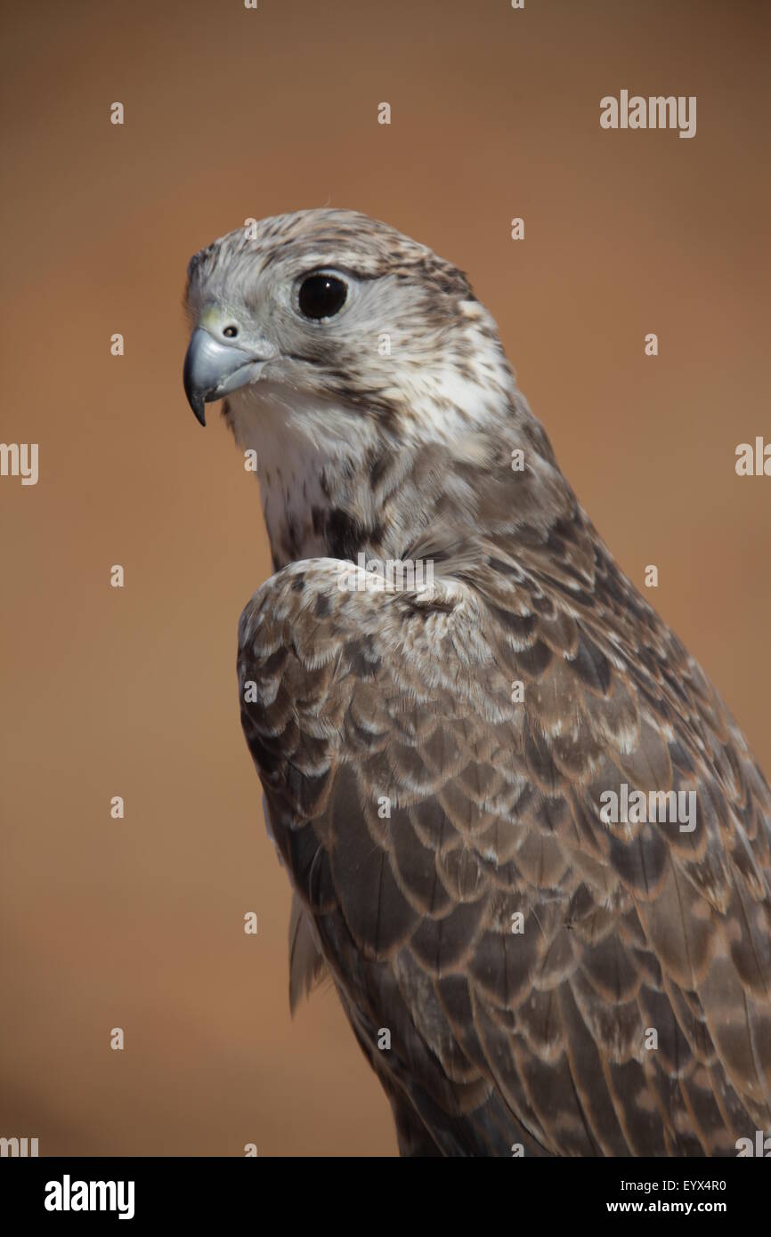 Bird Eagle in the Desert Stock Photo - Alamy