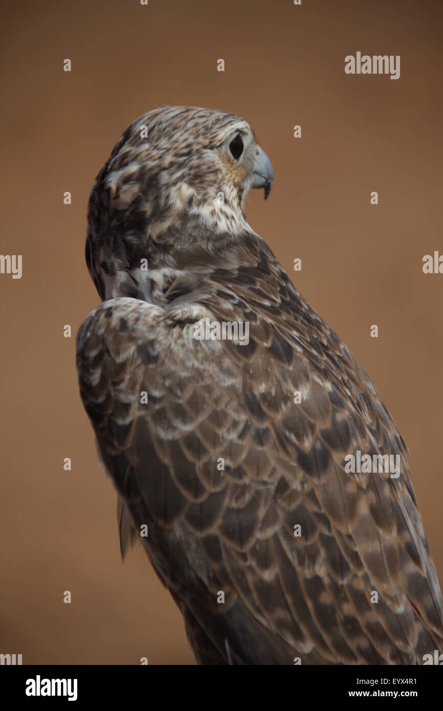 Bird Eagle in the Desert Stock Photo - Alamy