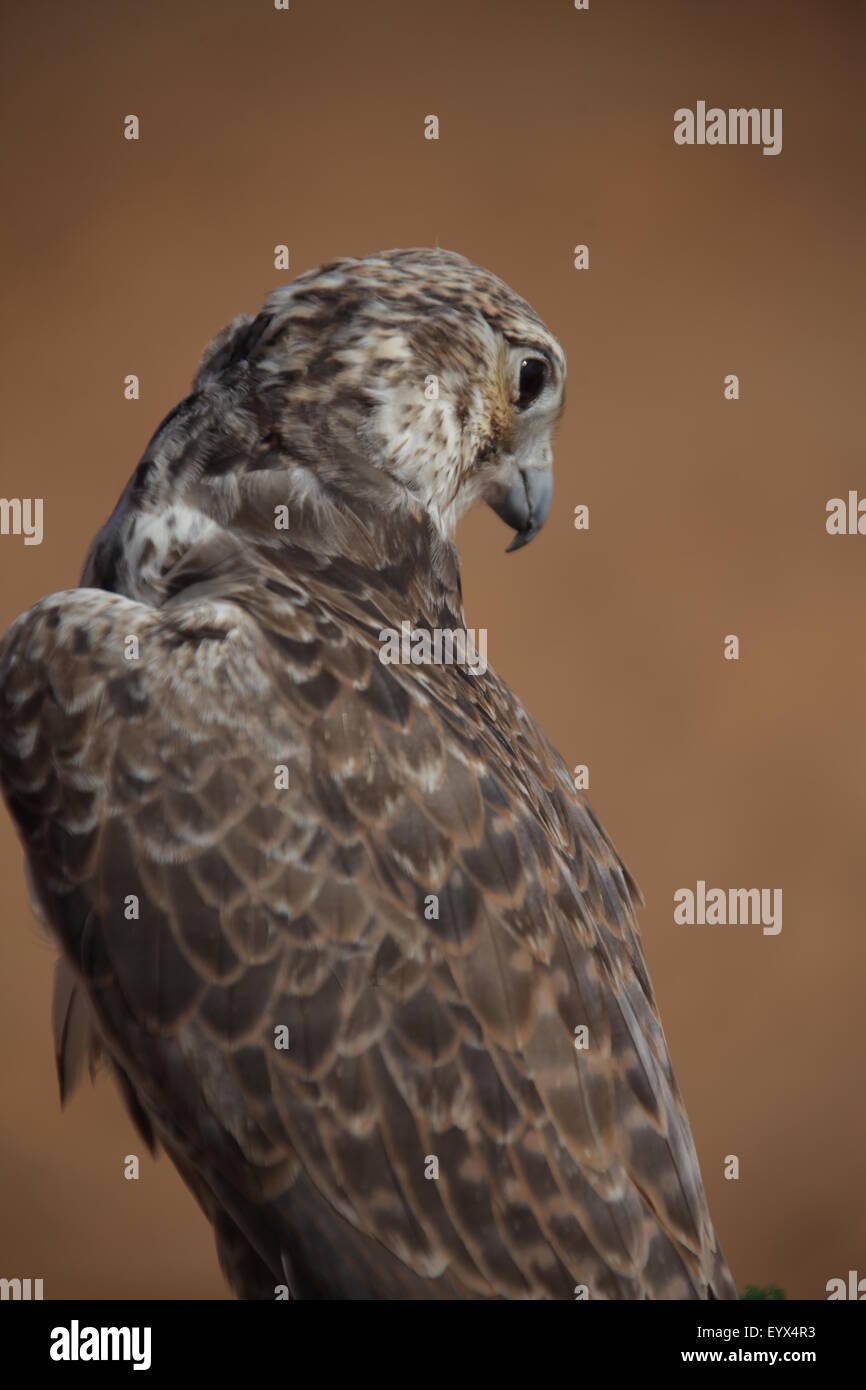 Bird Eagle in the Desert Stock Photo - Alamy