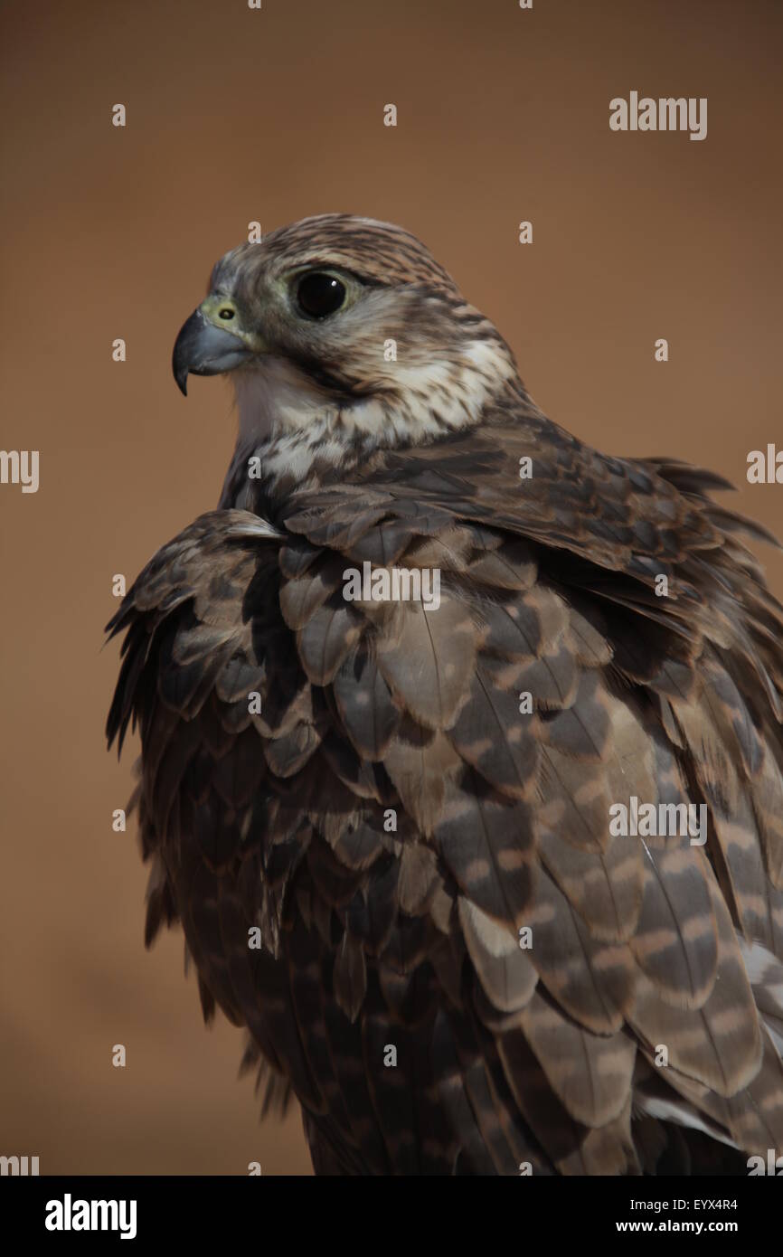 Bird Eagle in the Desert Stock Photo - Alamy