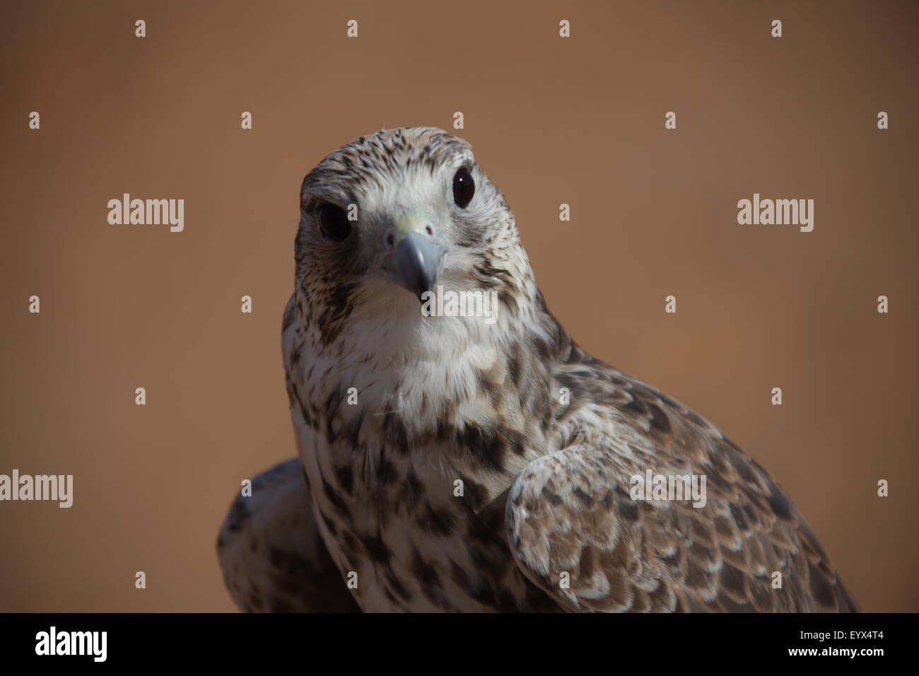 Bird Eagle in the Desert Stock Photo - Alamy