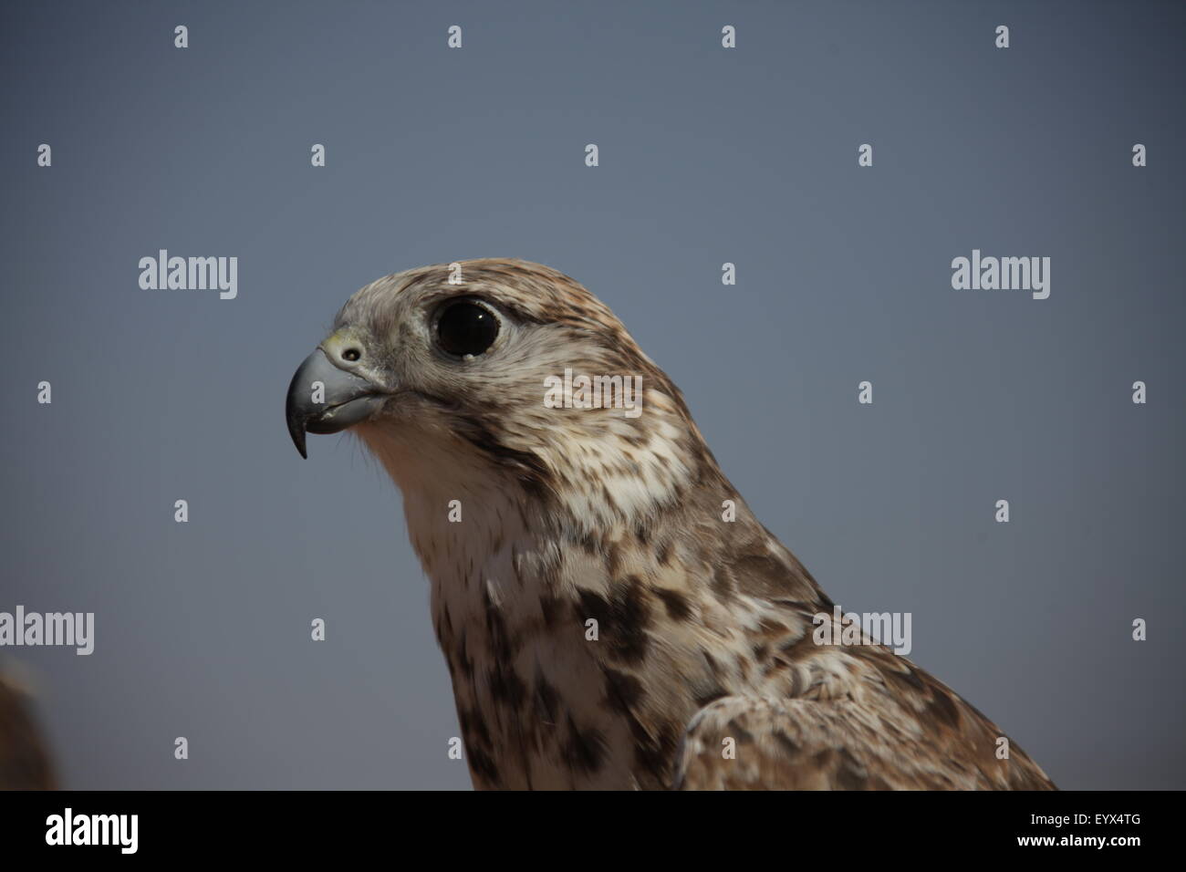 Bird Eagle in the Desert Stock Photo - Alamy