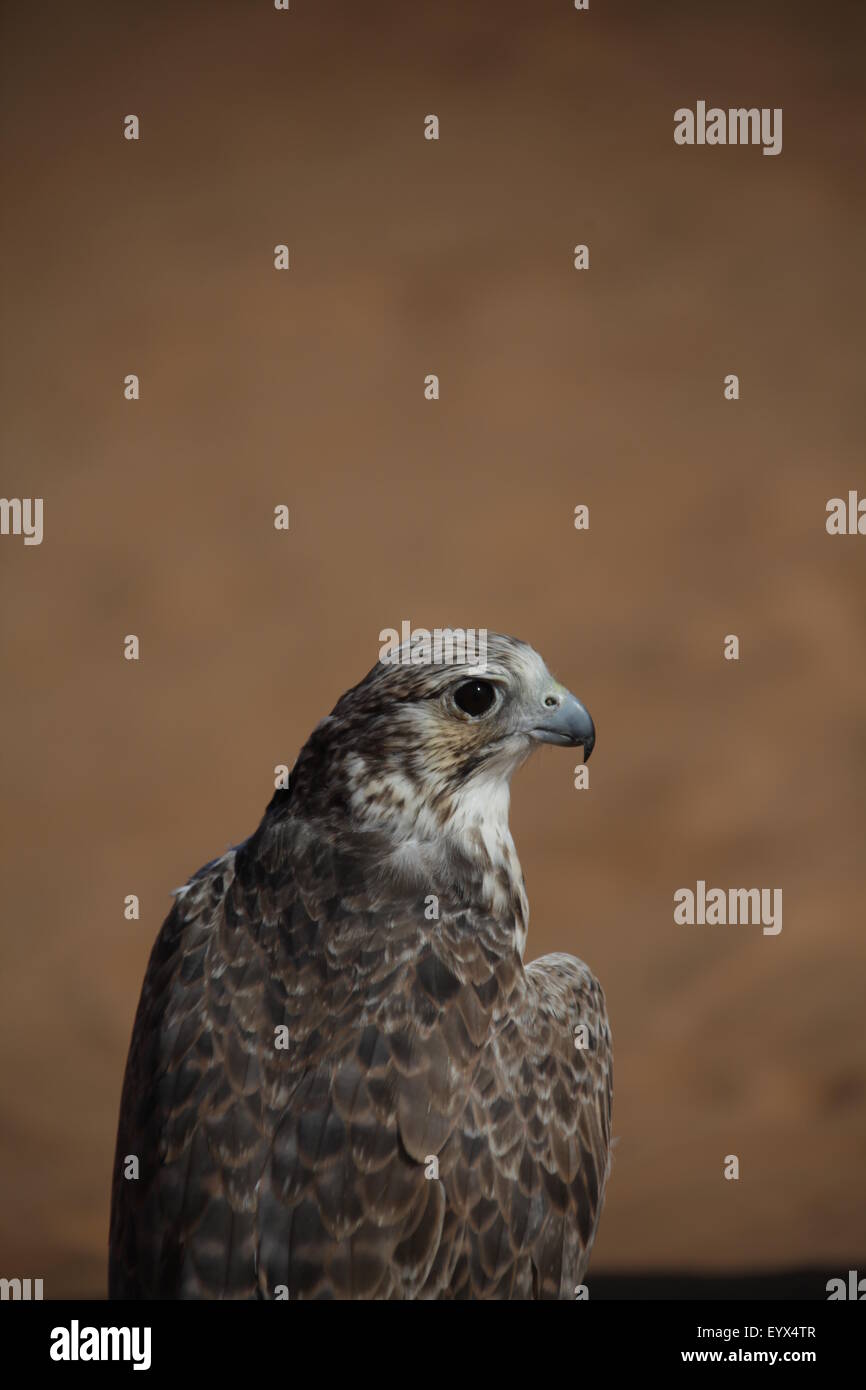 Bird Eagle in the Desert Stock Photo - Alamy