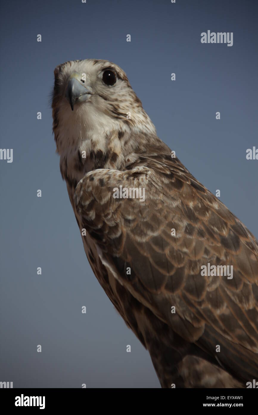 Bird Eagle in the Desert Stock Photo - Alamy