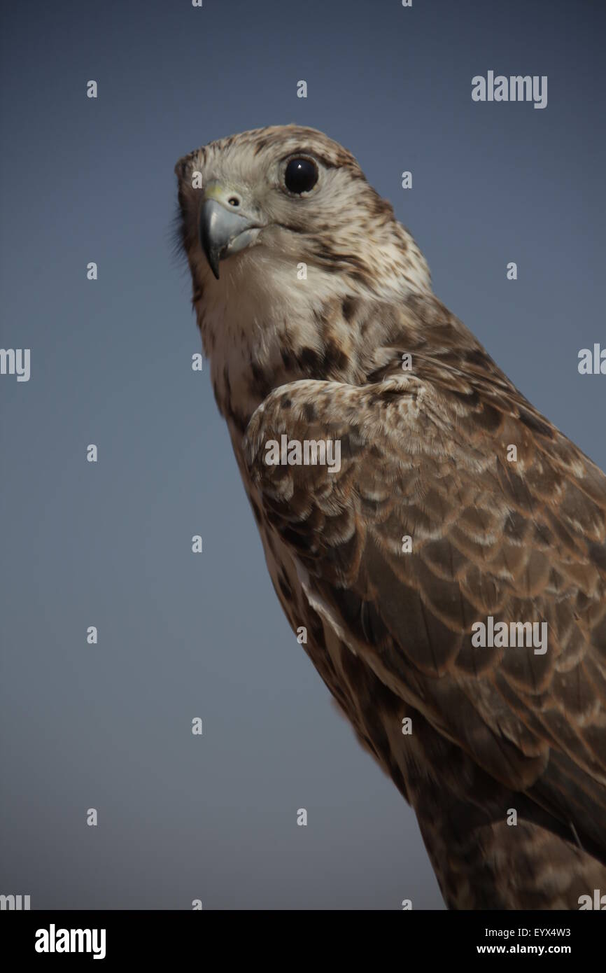 Bird Eagle in the Desert Stock Photo - Alamy