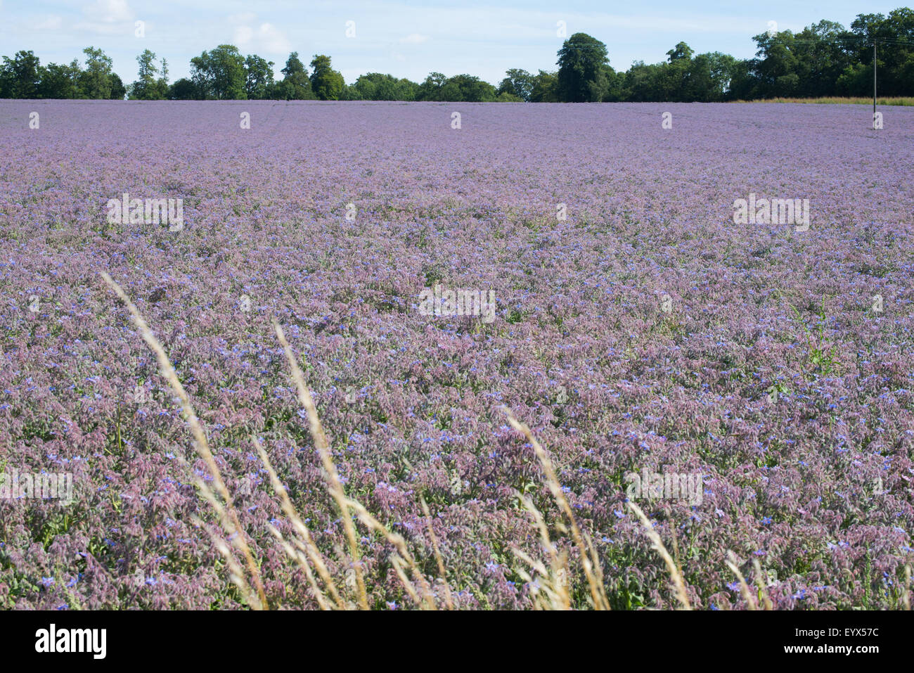 Field borage hi-res stock photography and images - Alamy