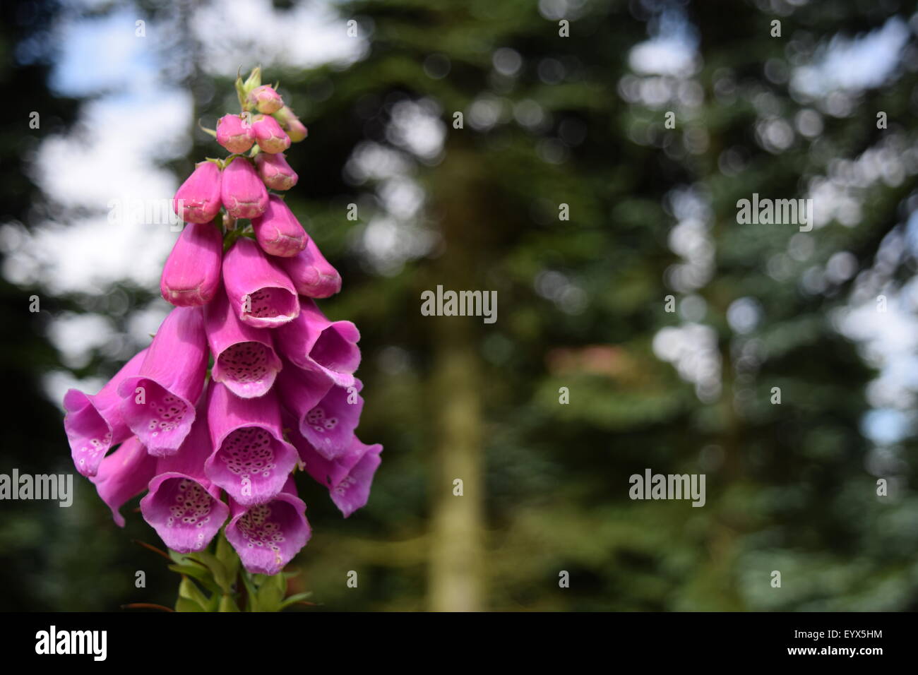 Bell shaped purple flower hi-res stock photography and images - Alamy