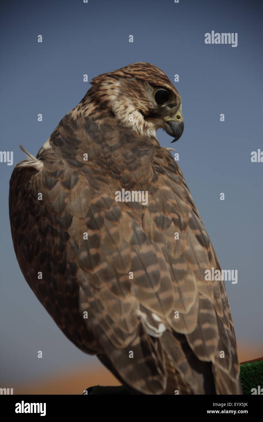 Bird Eagle in the Desert Stock Photo - Alamy