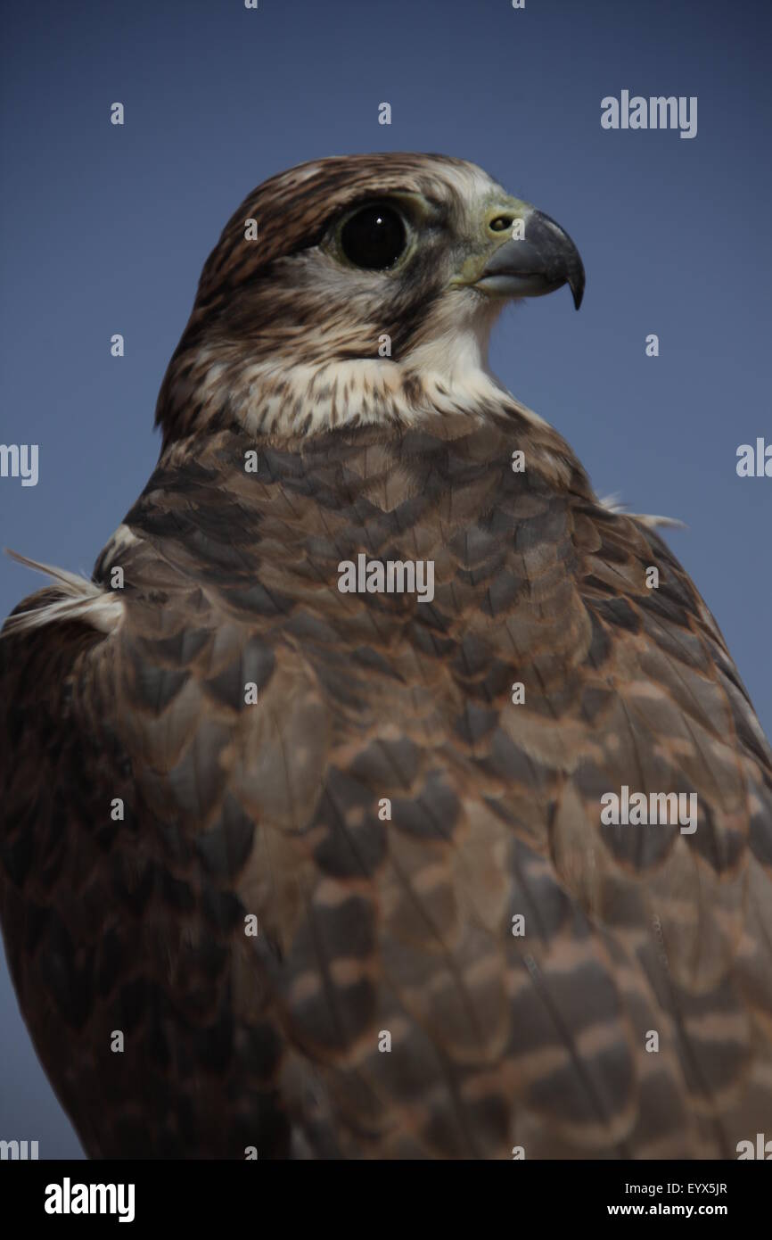 Bird Eagle in the Desert Stock Photo - Alamy
