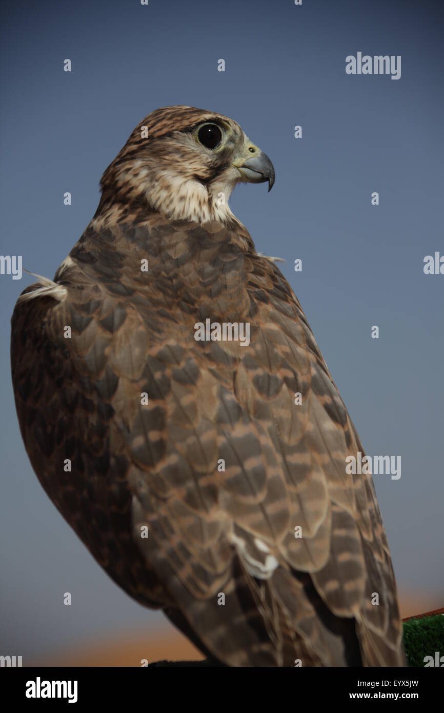Bird Eagle in the Desert Stock Photo - Alamy