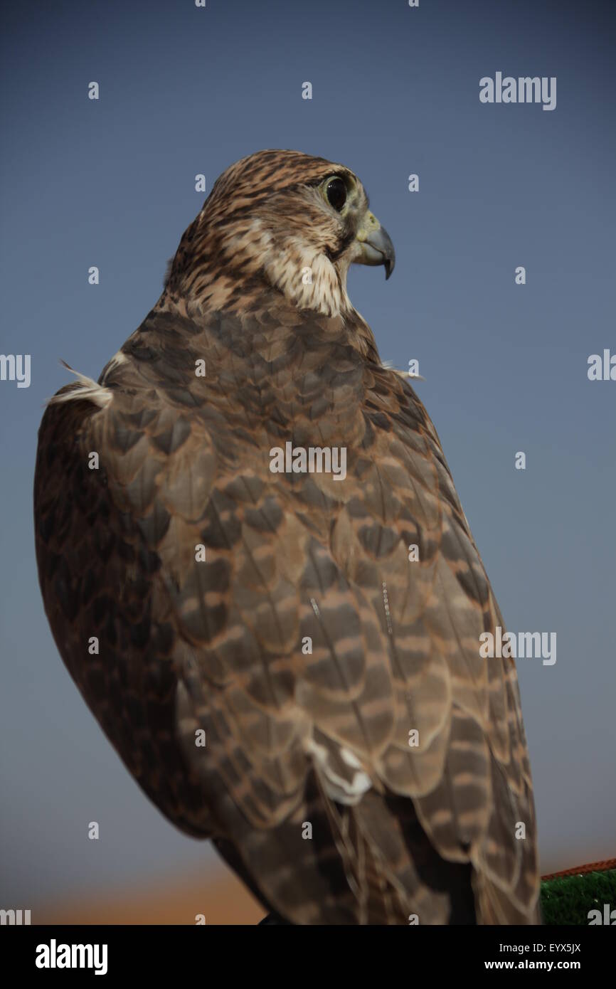 Bird Eagle in the Desert Stock Photo - Alamy