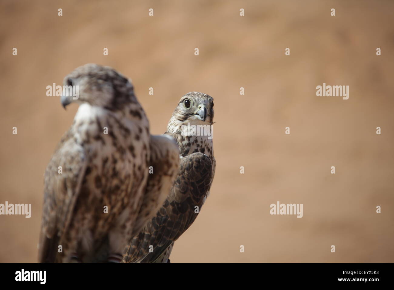 Bird Eagle in the Desert Stock Photo - Alamy