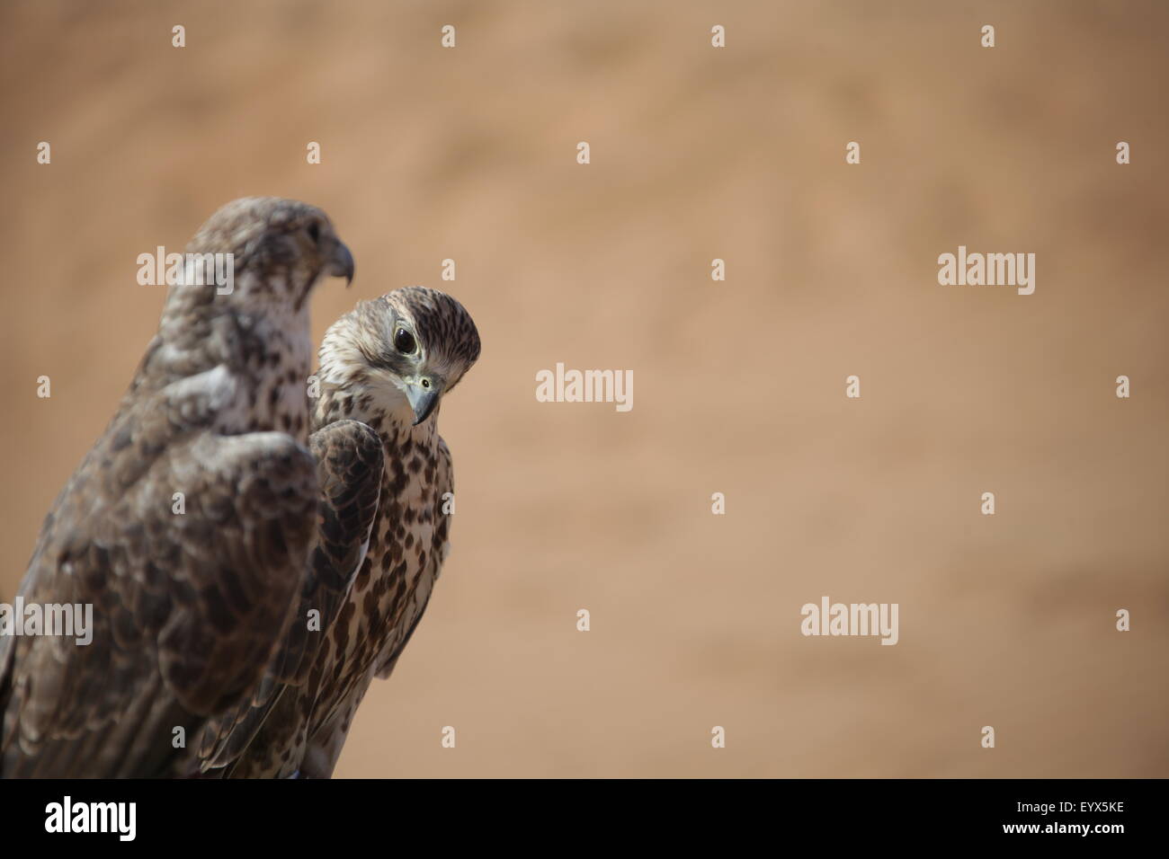Bird Eagle in the Desert Stock Photo - Alamy