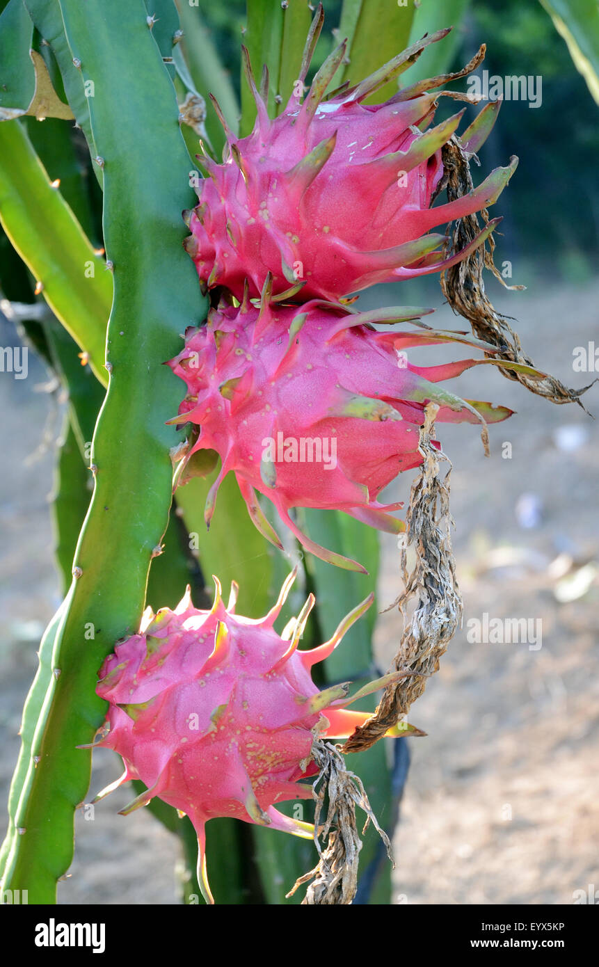 Dragon fruits pitaya hi-res stock photography and images - Alamy