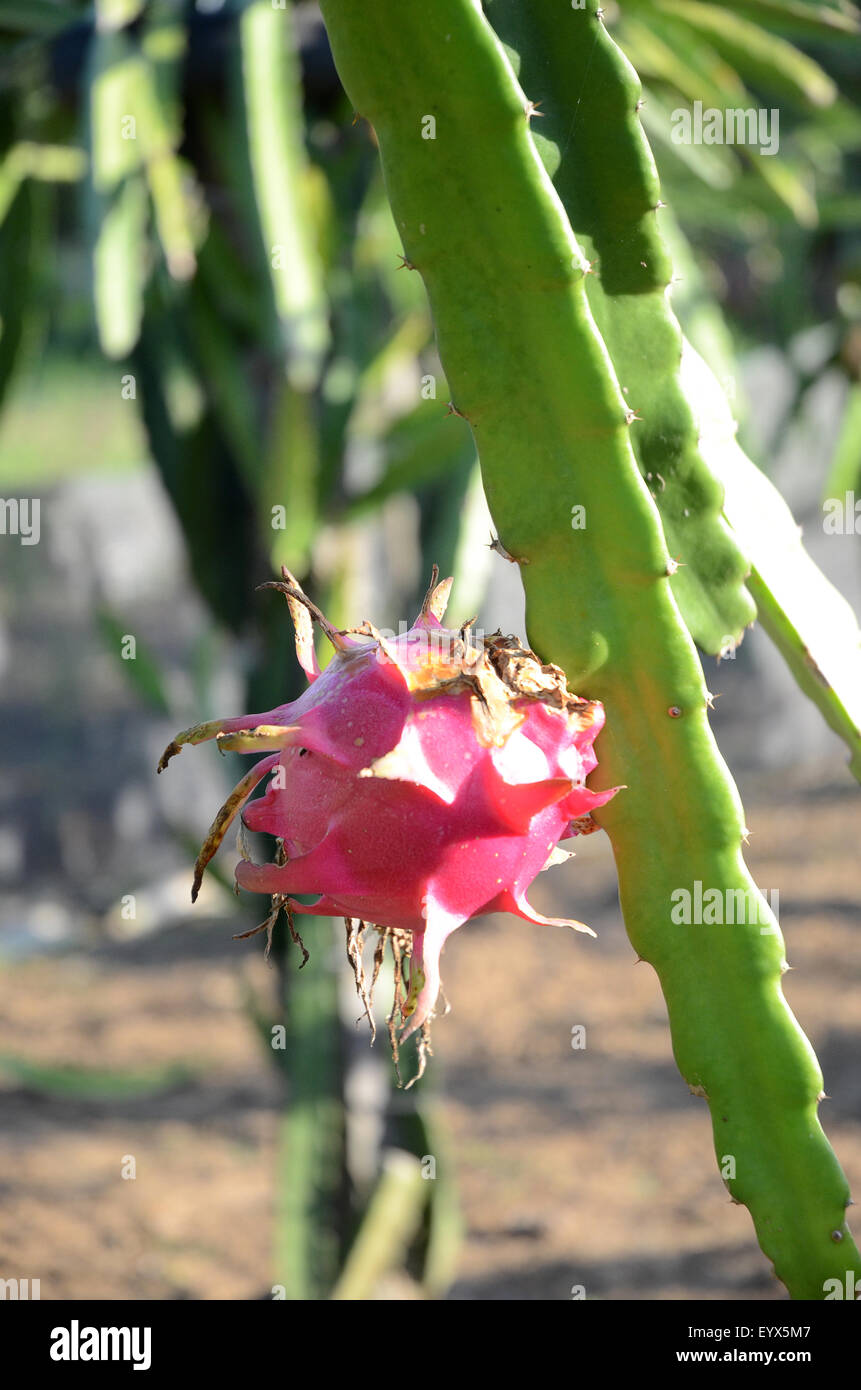 Dragon (pitaya) fruit Stock Photo - Alamy