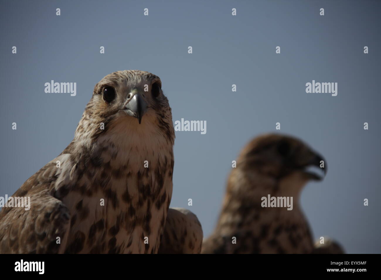 Bird Eagle in the Desert Stock Photo - Alamy