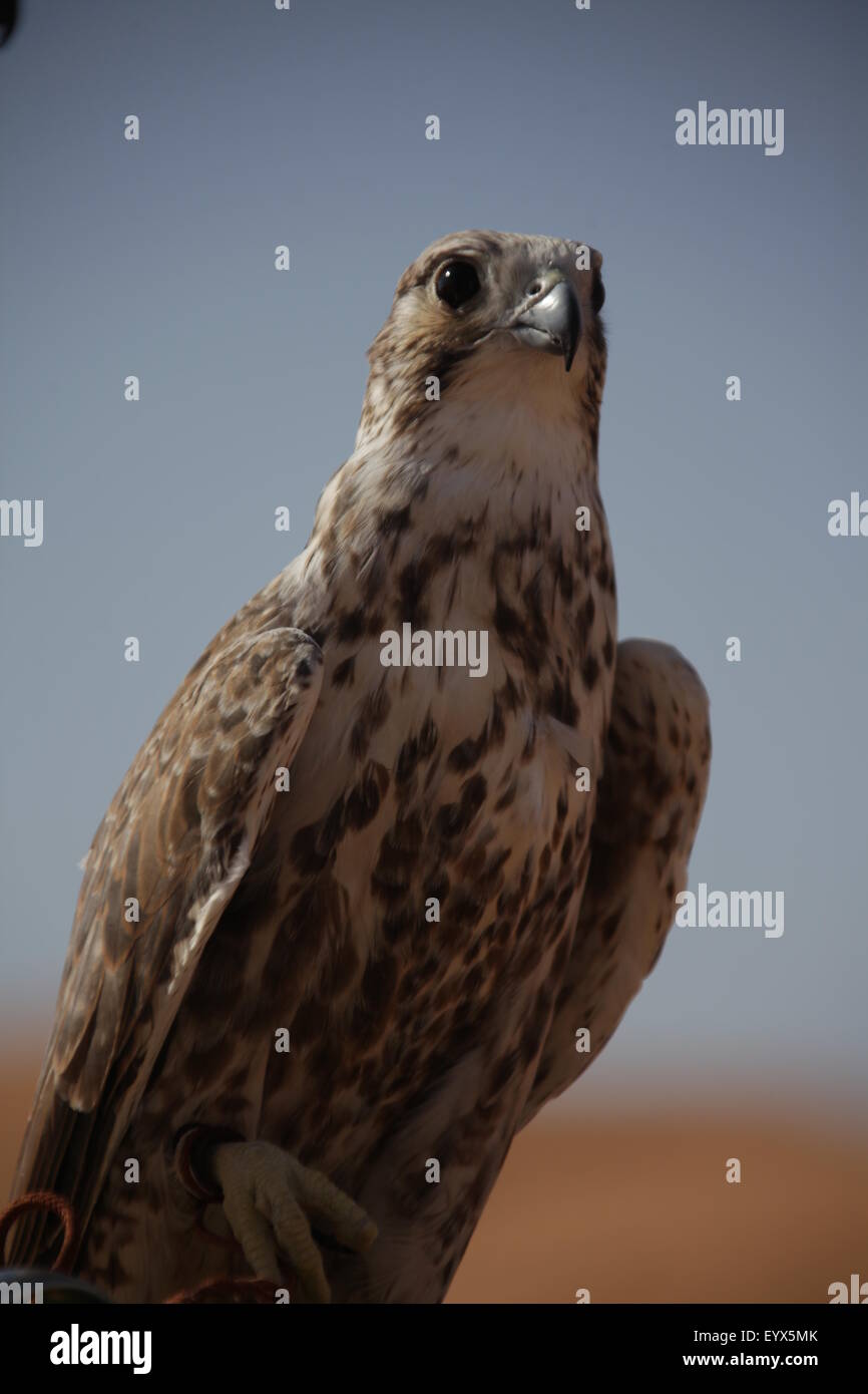 Bird Eagle in the Desert Stock Photo - Alamy