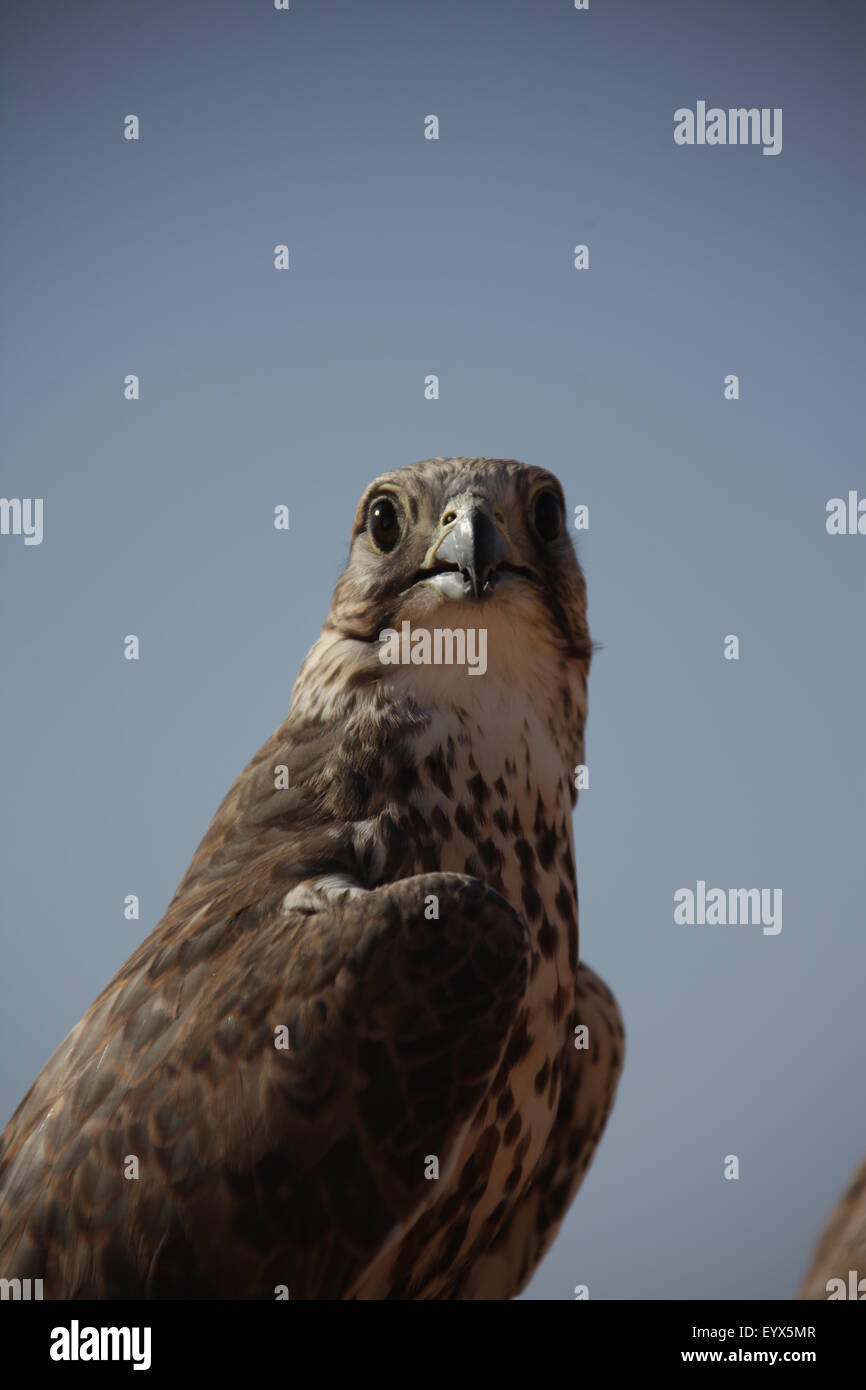 Bird Eagle in the Desert Stock Photo - Alamy