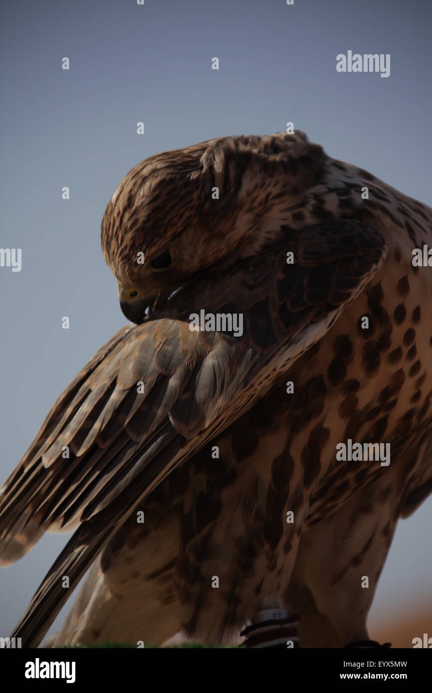 Bird Eagle in the Desert Stock Photo - Alamy