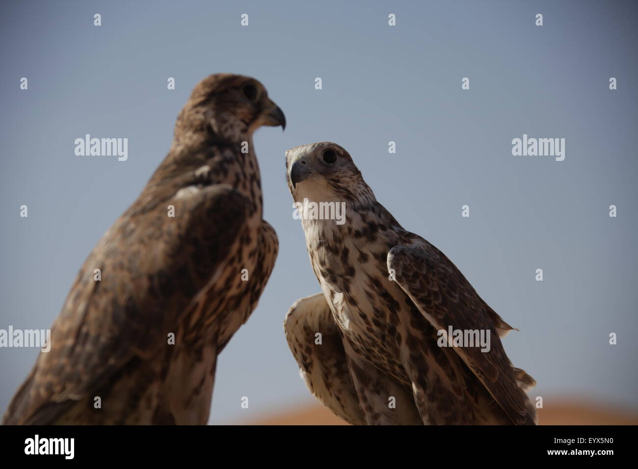 Bird Eagle in the Desert Stock Photo - Alamy