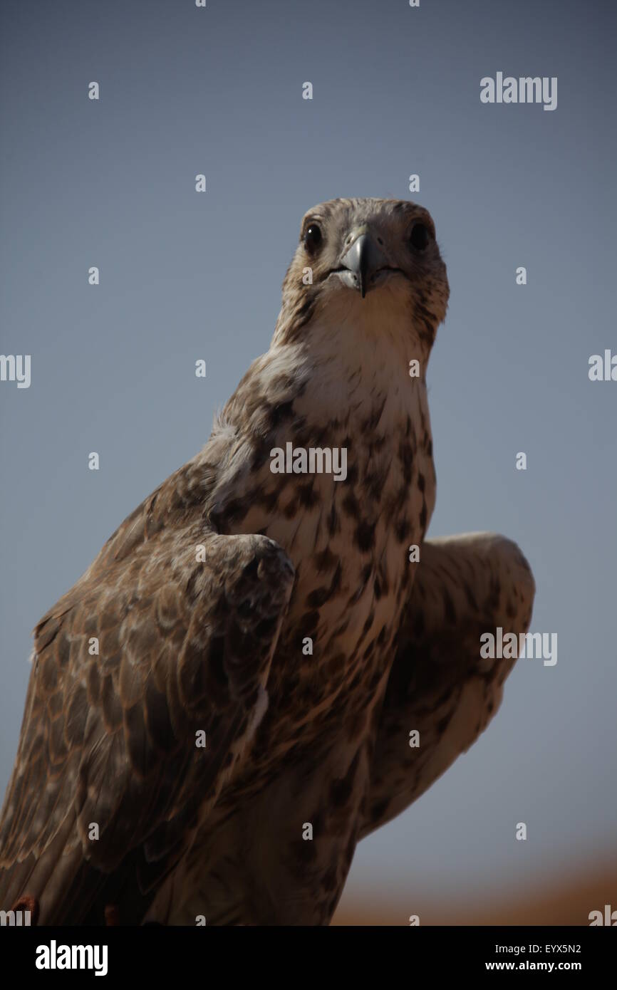 Bird Eagle in the Desert Stock Photo - Alamy
