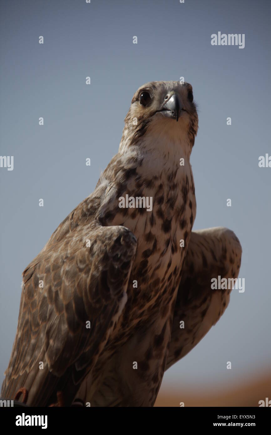 Bird Eagle in the Desert Stock Photo - Alamy