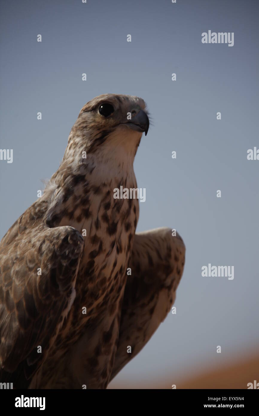 Bird Eagle in the Desert Stock Photo - Alamy