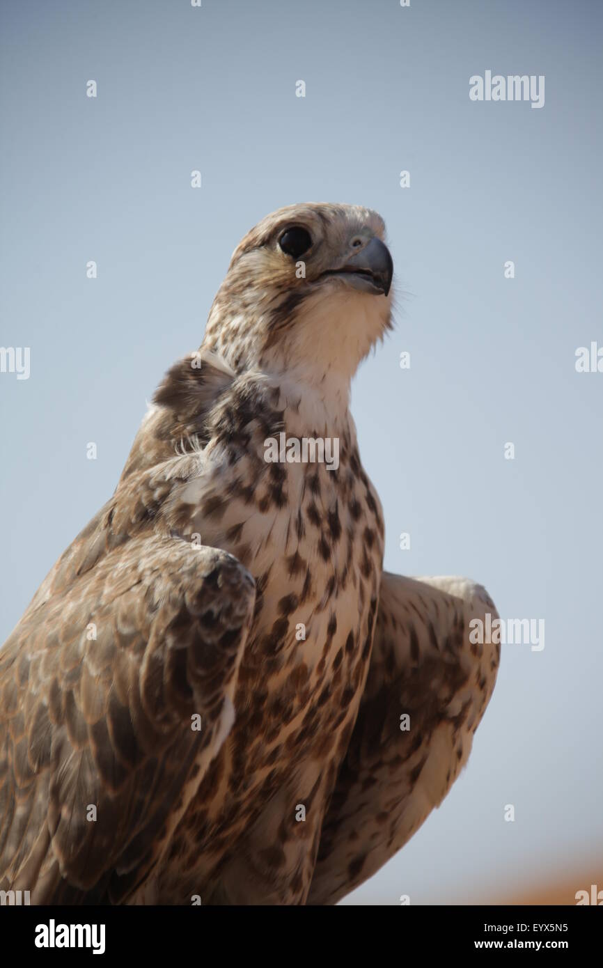 Bird Eagle in the Desert Stock Photo - Alamy