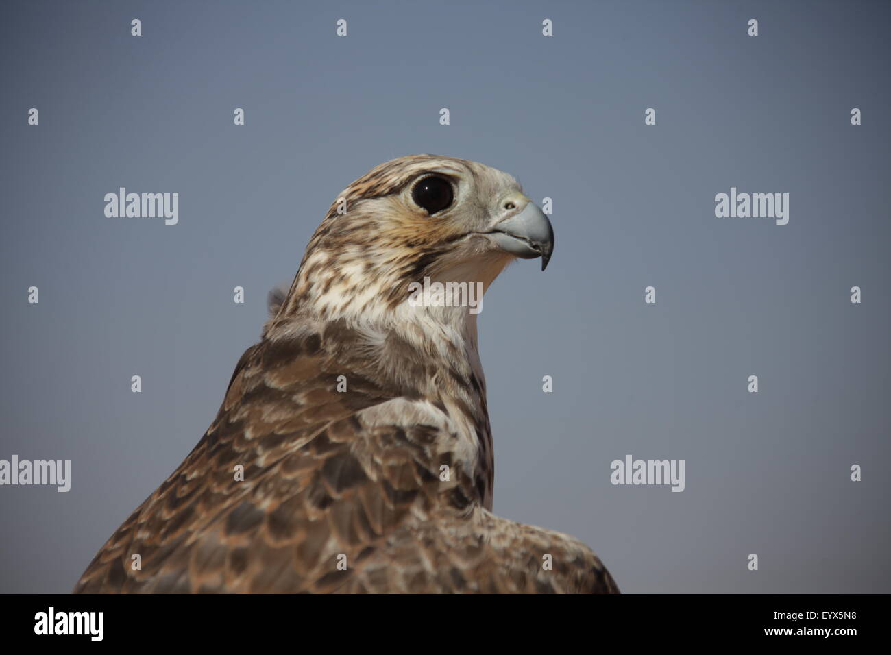 Bird Eagle in the Desert Stock Photo - Alamy