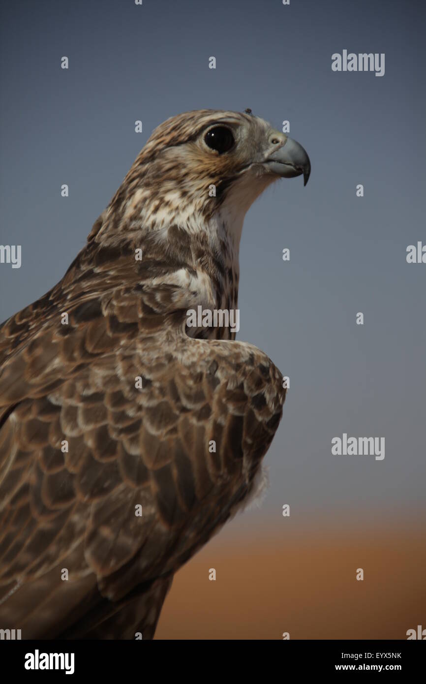 Bird Eagle in the Desert Stock Photo - Alamy