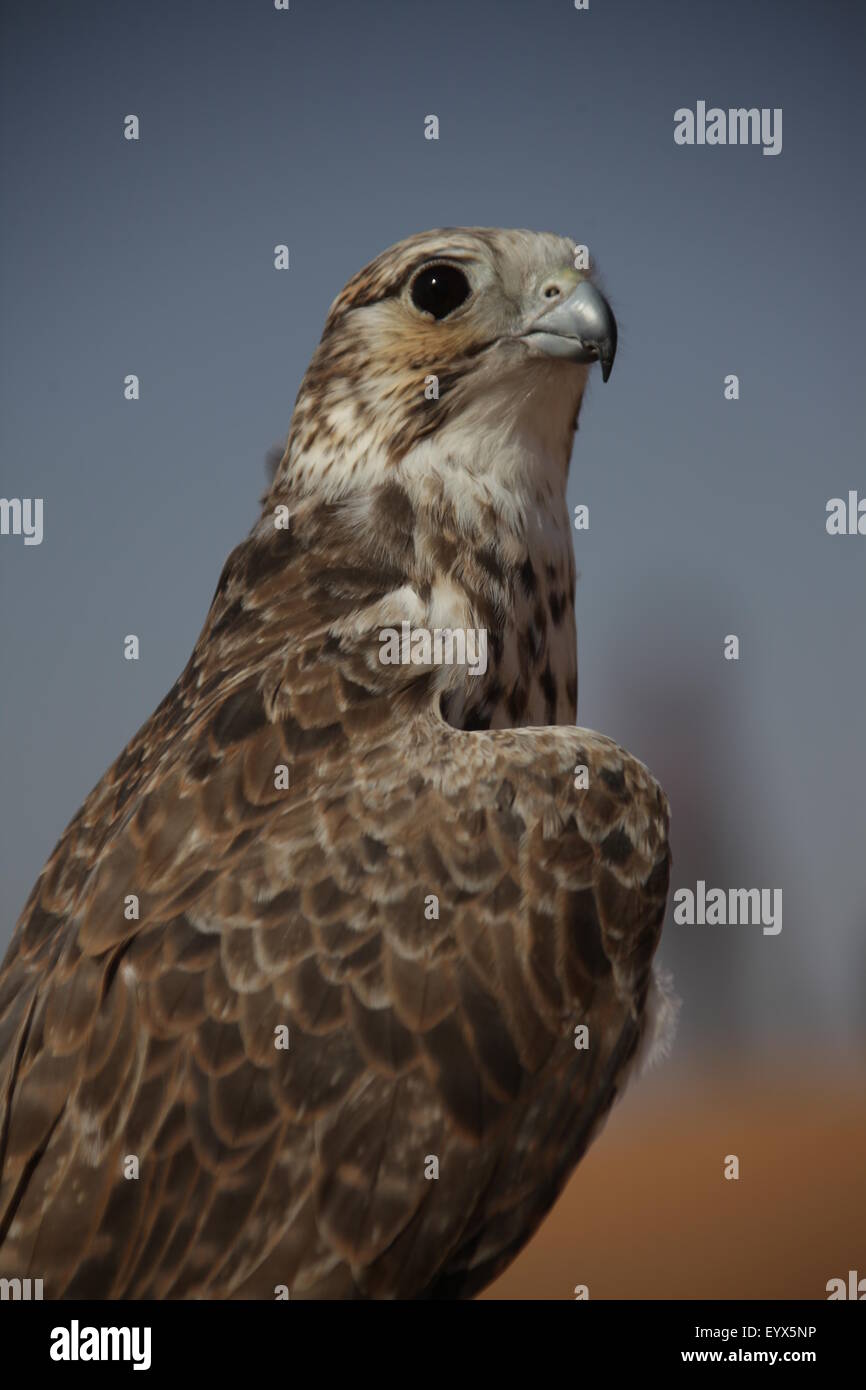Bird Eagle in the Desert Stock Photo - Alamy