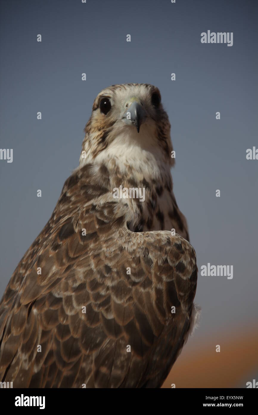 Bird Eagle in the Desert Stock Photo - Alamy