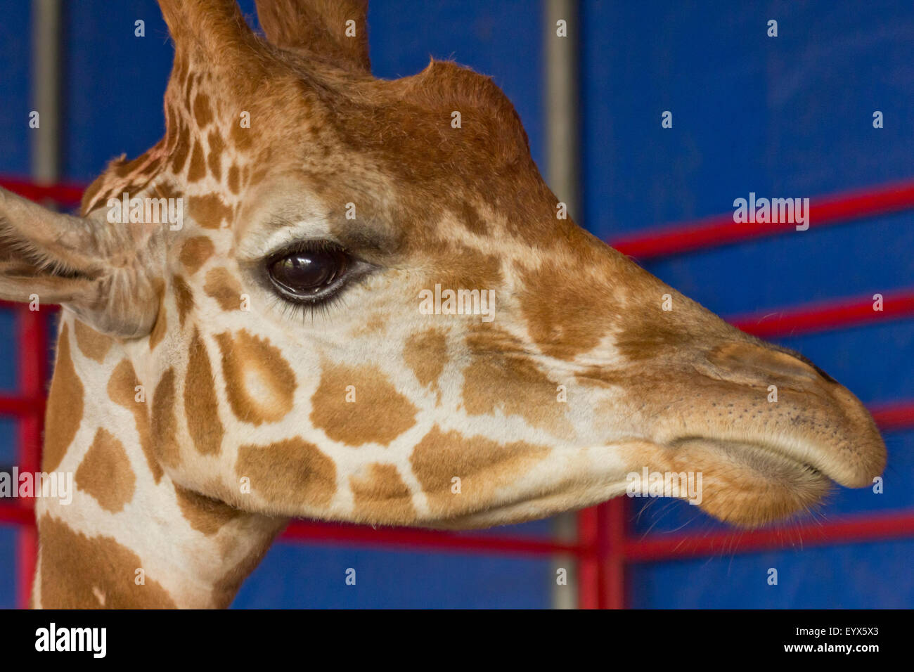 Sad giraffe hi-res stock photography and images - Alamy