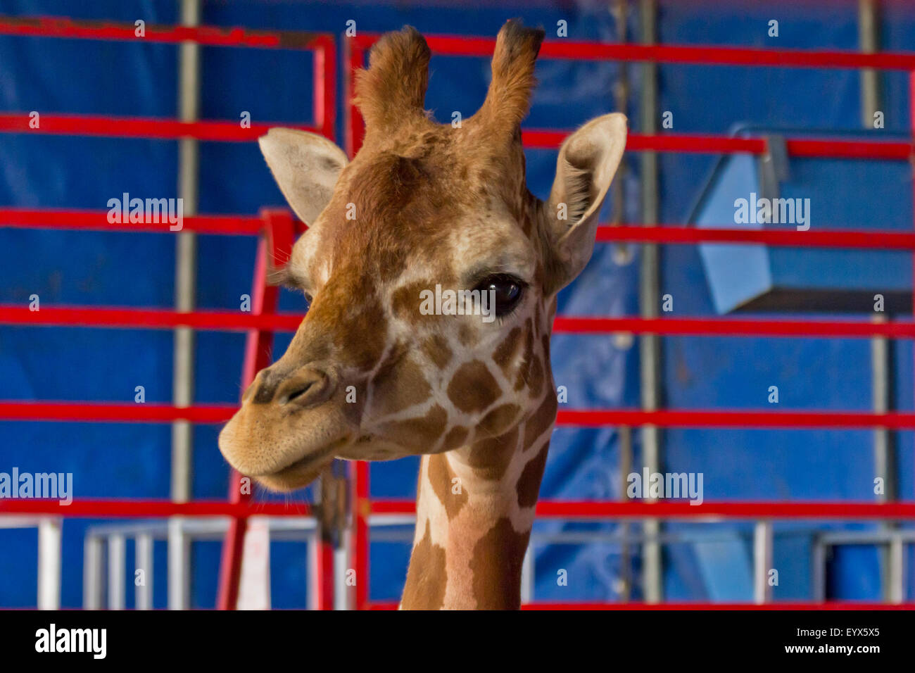 Close up giraffe face at summer carnival fair exhibit Stock Photo - Alamy