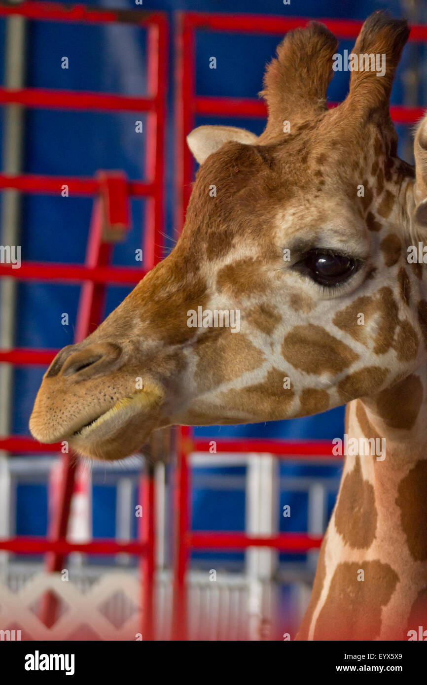 Sad giraffe hi-res stock photography and images - Alamy