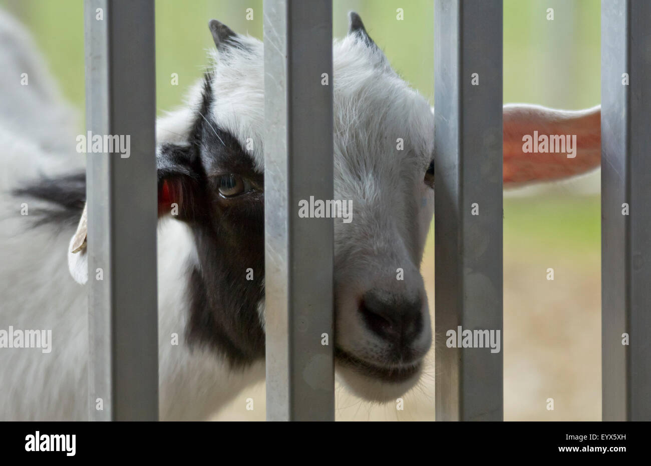 Cute and curious baby goat kid behind metal fence Stock Photo - Alamy