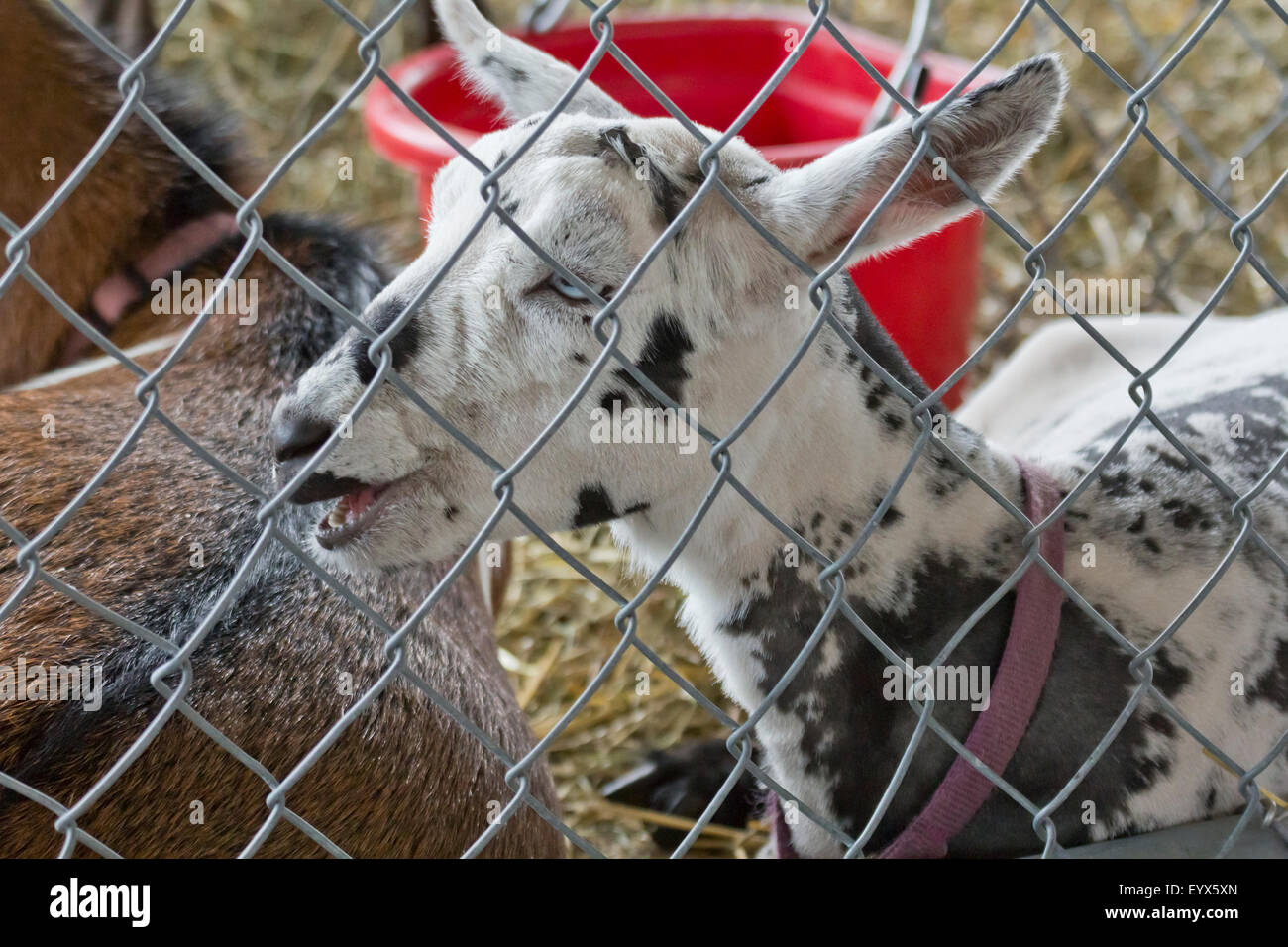 Speckled goat hi-res stock photography and images - Alamy