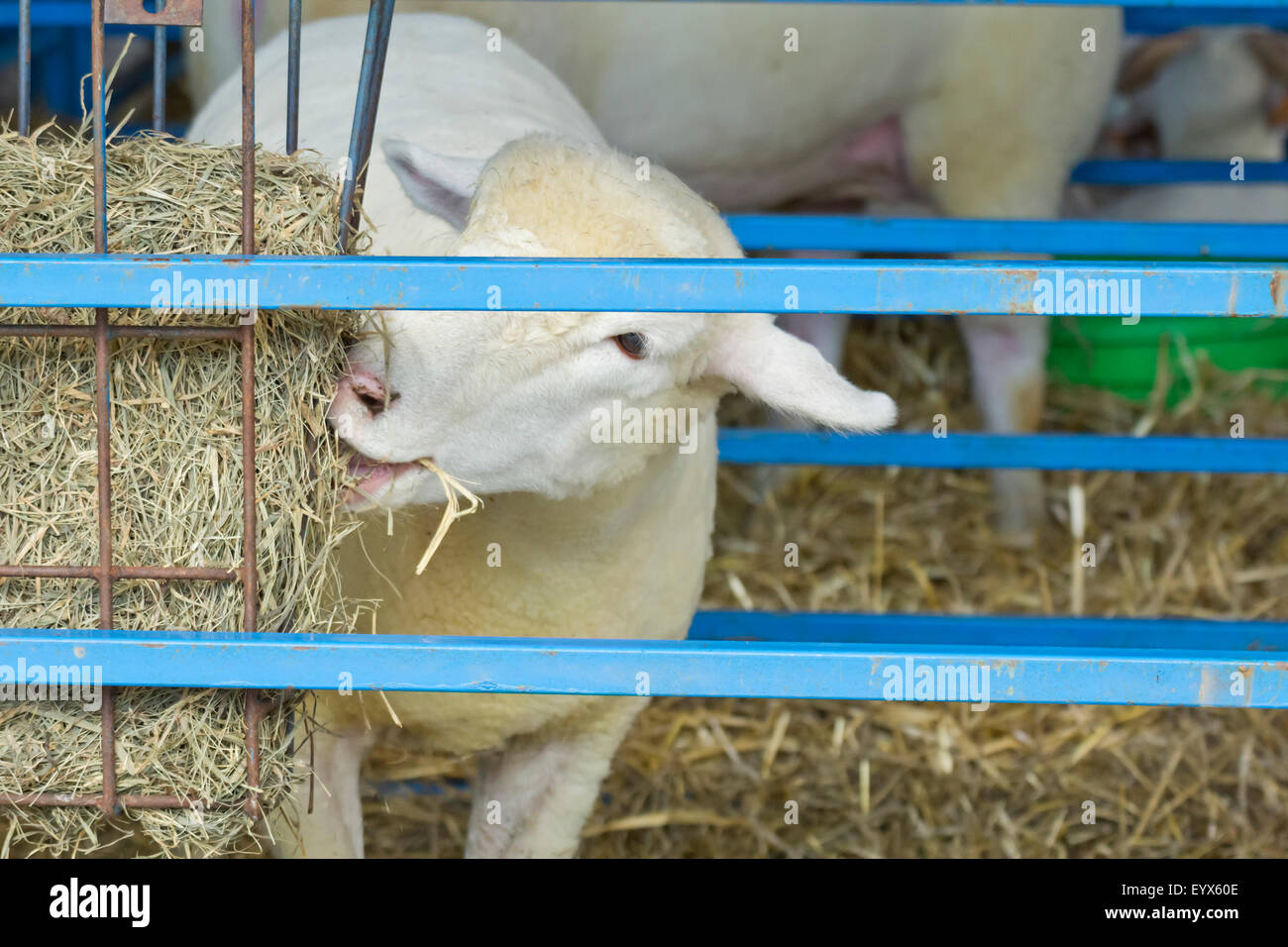 Hungry sheep eating hay from bale in farm pen Stock Photo - Alamy