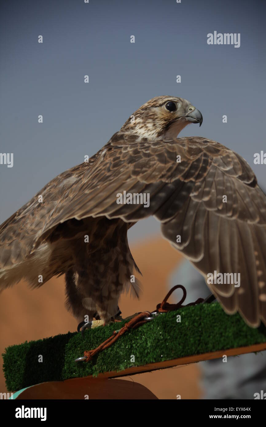 Bird Eagle in the Desert Stock Photo - Alamy