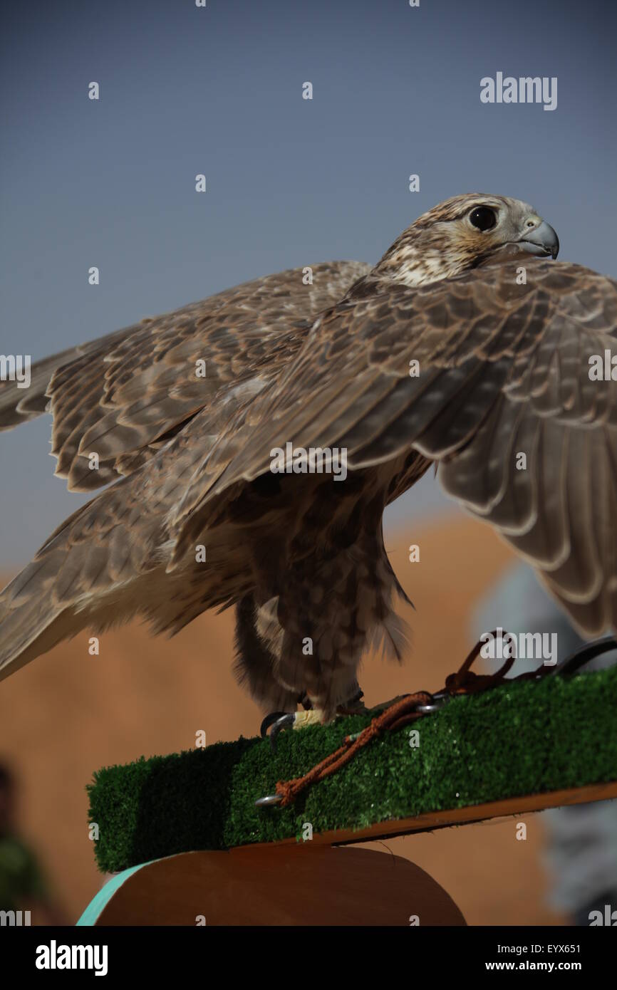 Bird Eagle in the Desert Stock Photo - Alamy