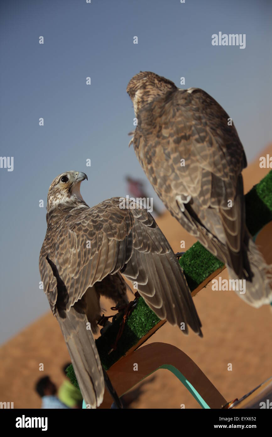 Bird Eagle in the Desert Stock Photo - Alamy