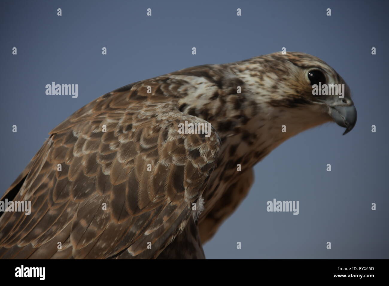 Bird Eagle in the Desert Stock Photo - Alamy