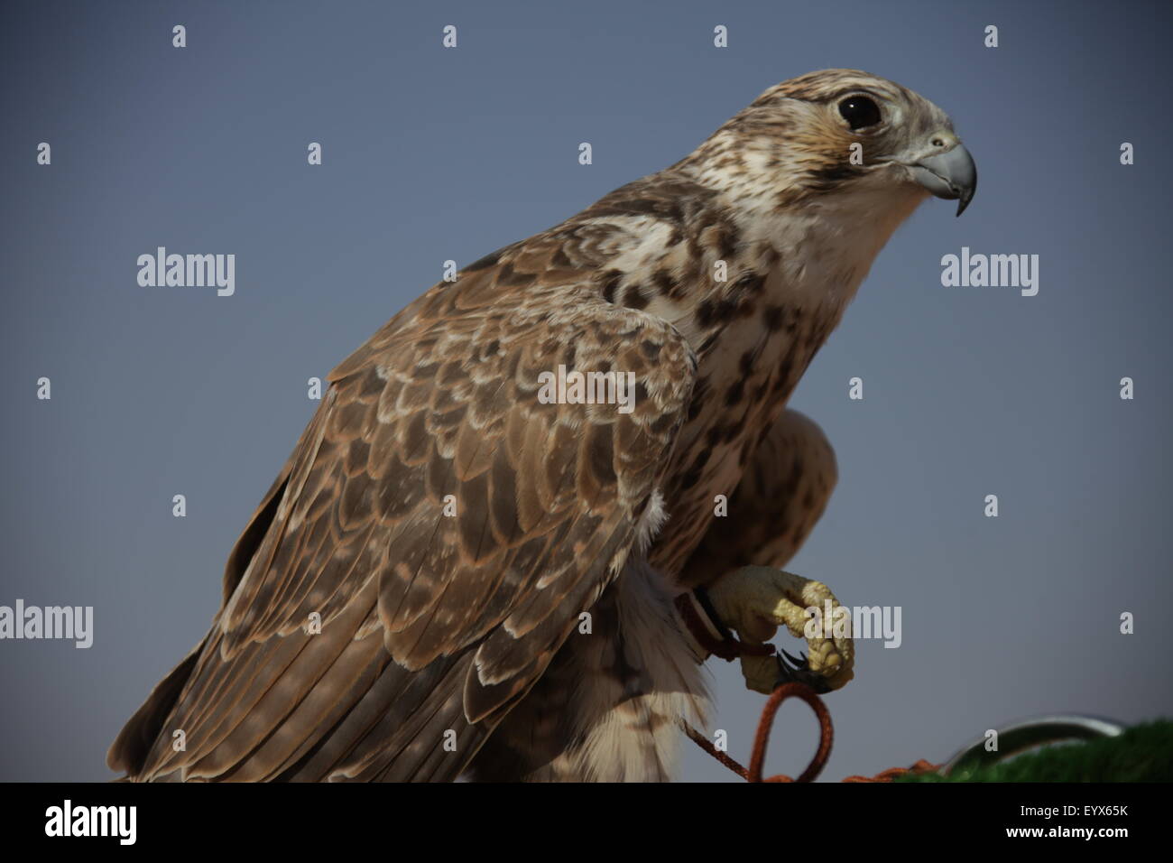 Bird Eagle in the Desert Stock Photo - Alamy