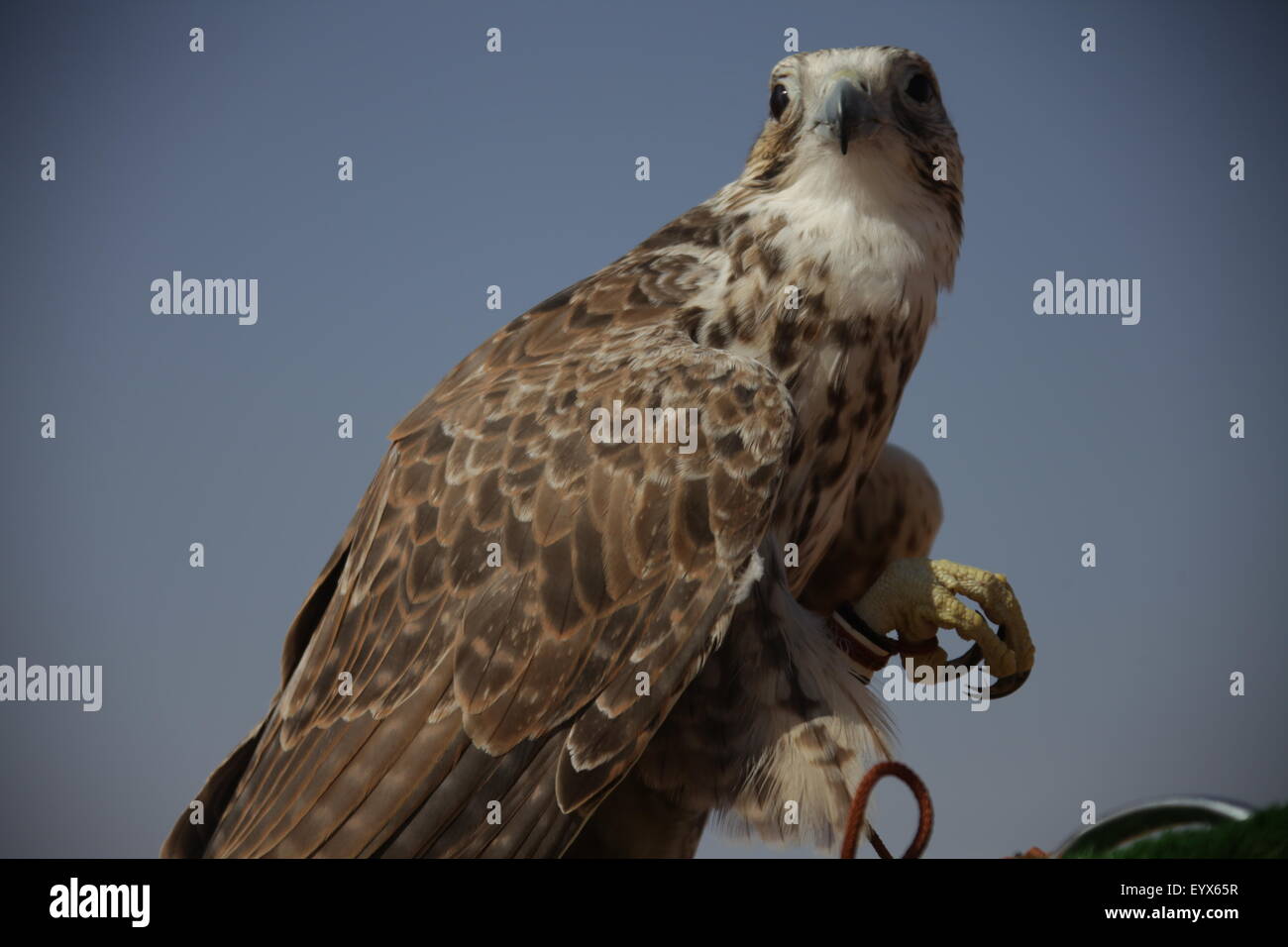 Bird Eagle in the Desert Stock Photo - Alamy