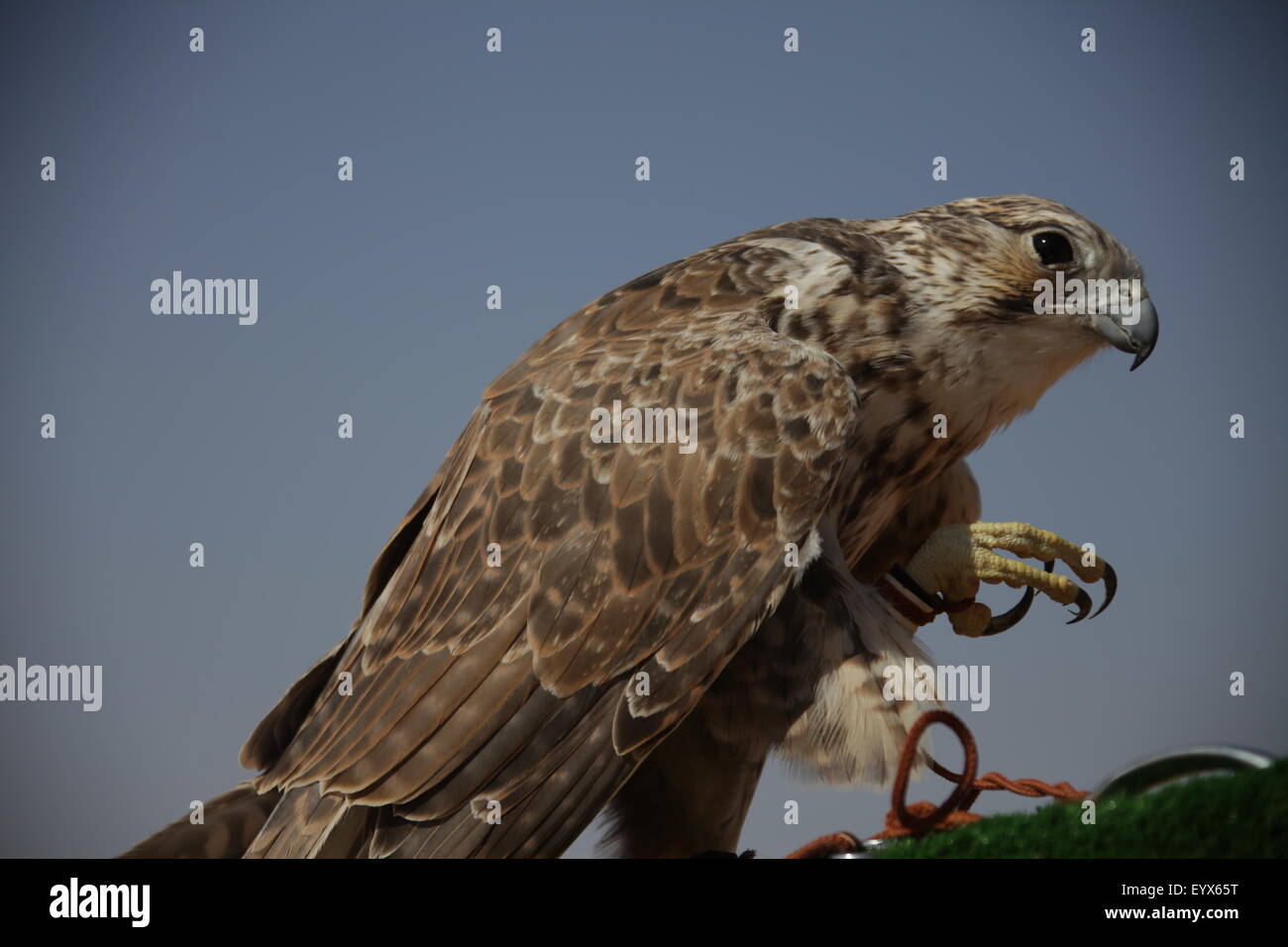 Bird Eagle in the Desert Stock Photo - Alamy