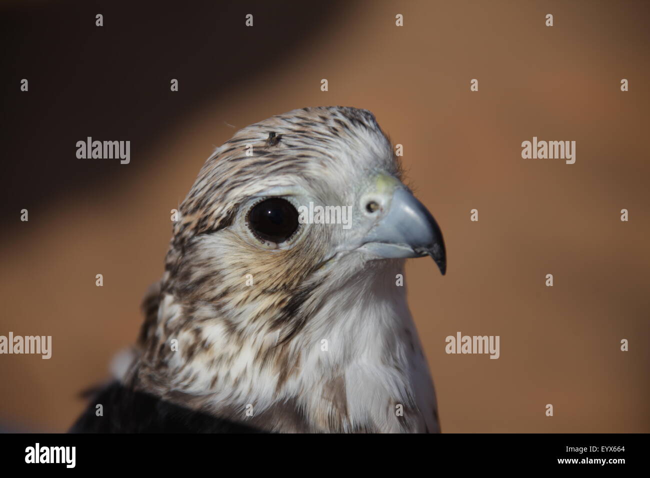 Bird Eagle in the Desert Stock Photo - Alamy